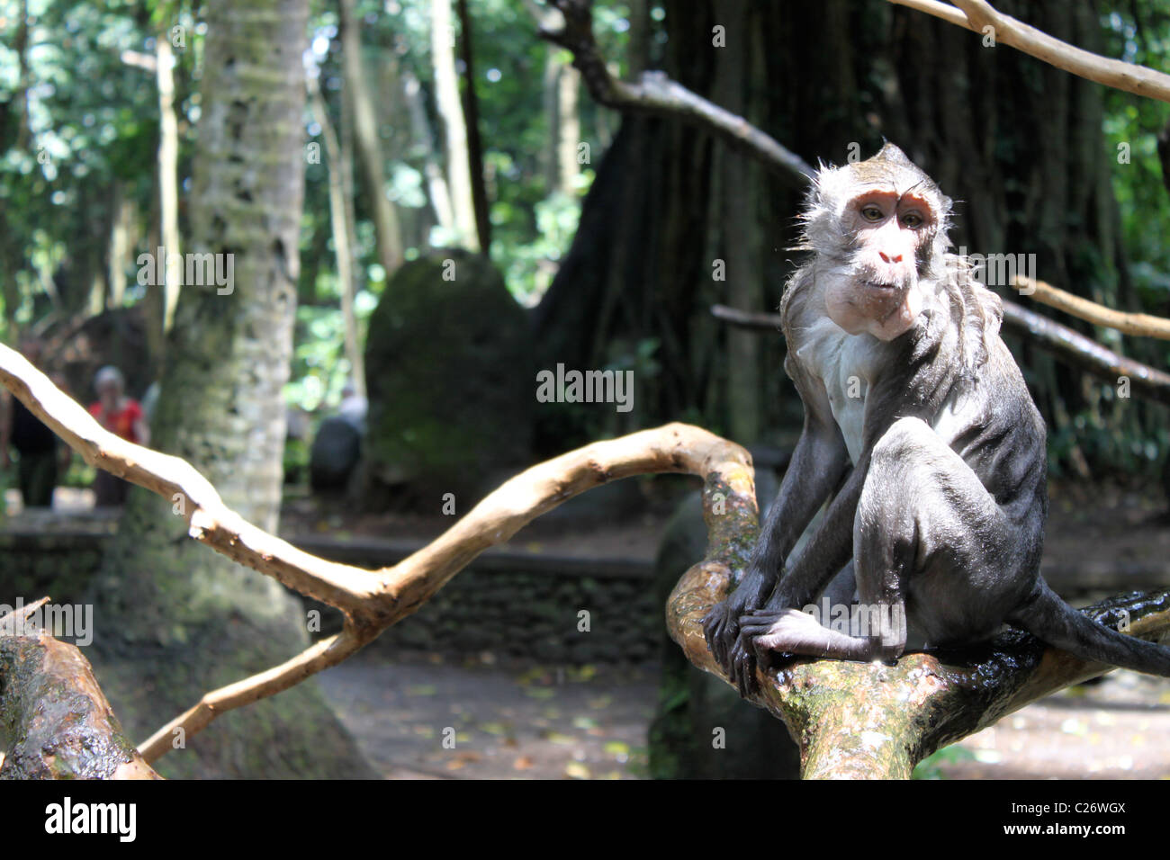 Macaque jumping hi-res stock photography and images - Alamy