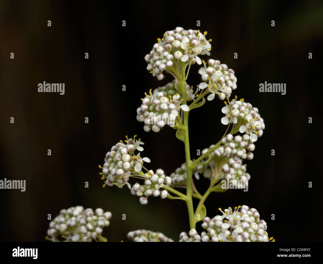 Dittander, lepidium latifolium Stock Photo - Alamy