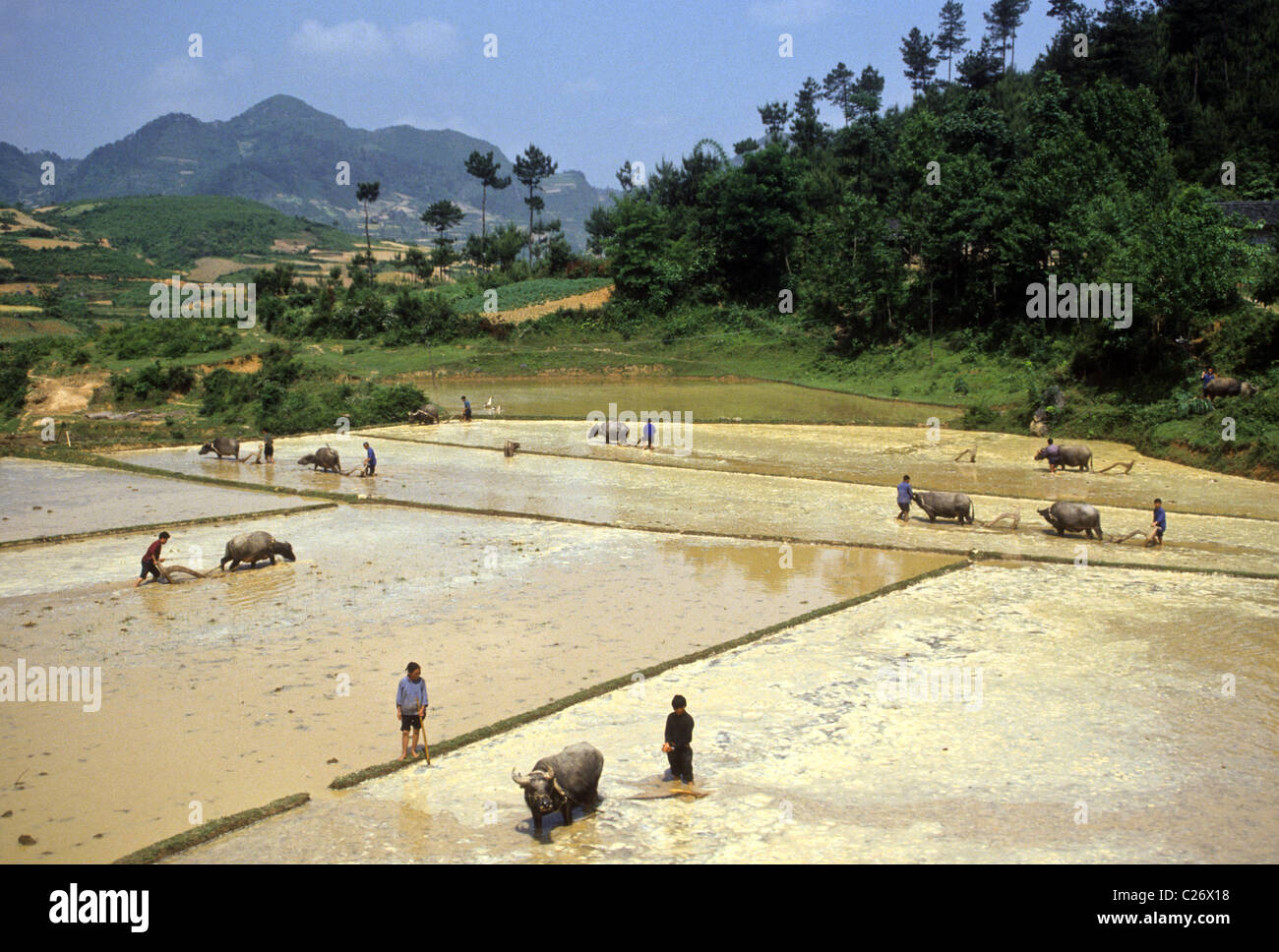 Communal plowing of rice paddies using water buffalo, Guizhou, China ...