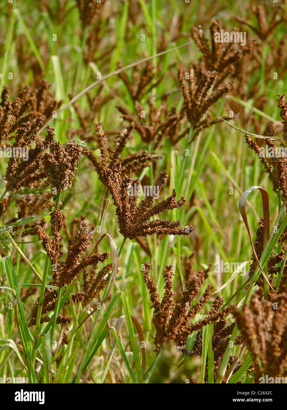 Finger millet hi-res stock photography and images - Alamy