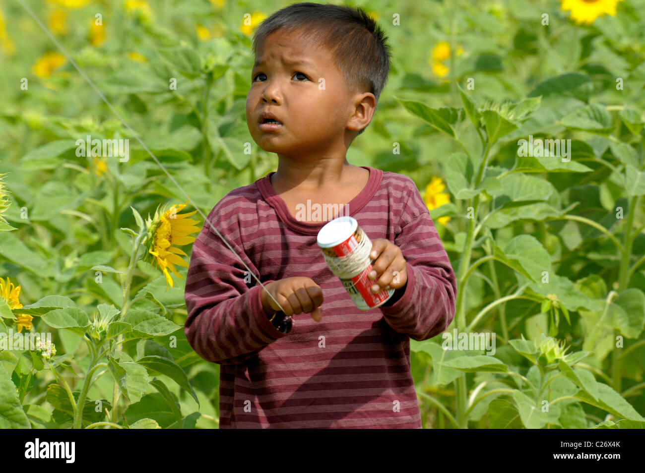 young boy flying his kite , sunflower fields of lopburi and saraburi ...