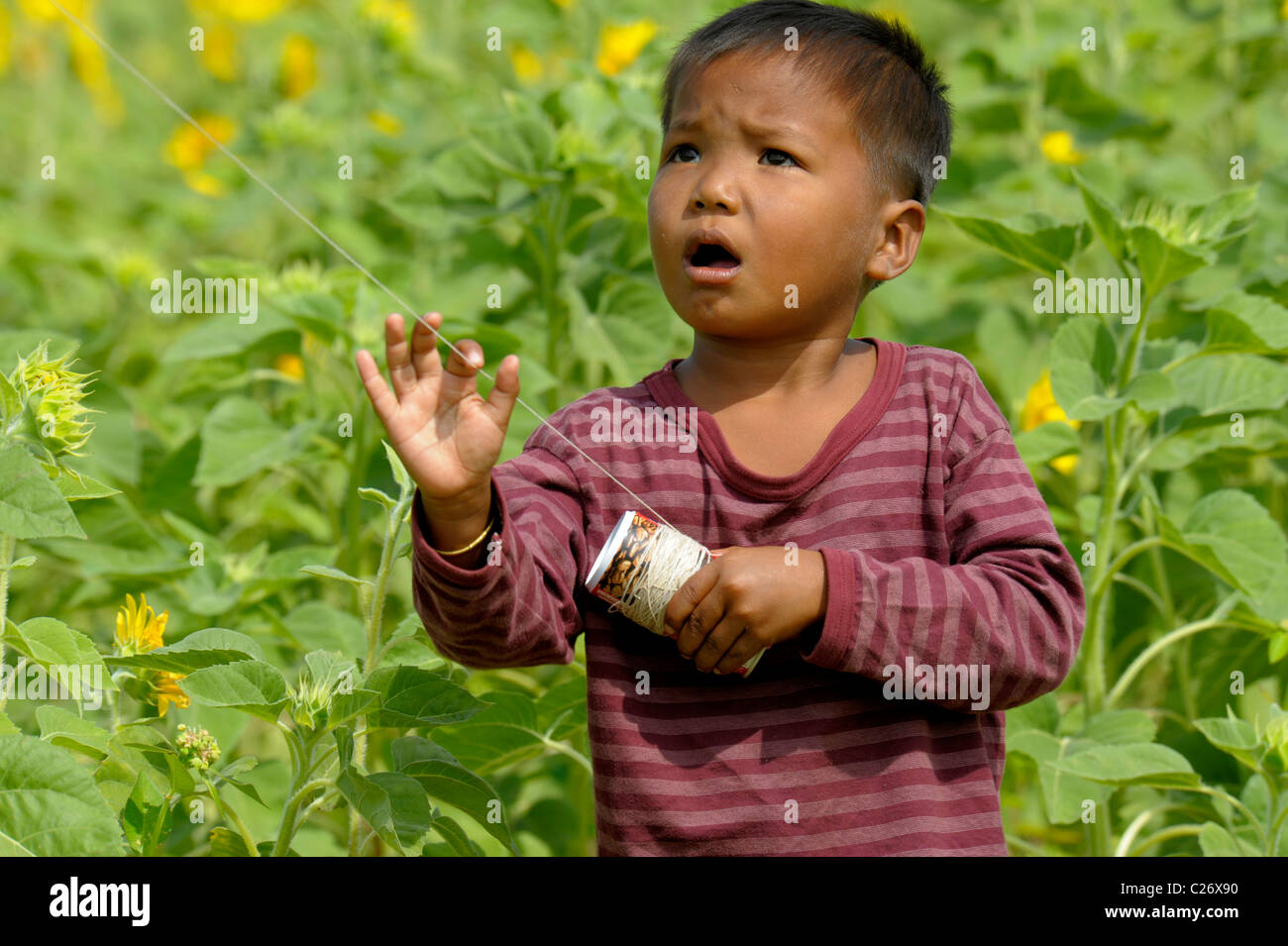 young boy flying his kite , sunflower fields of lopburi and saraburi ...