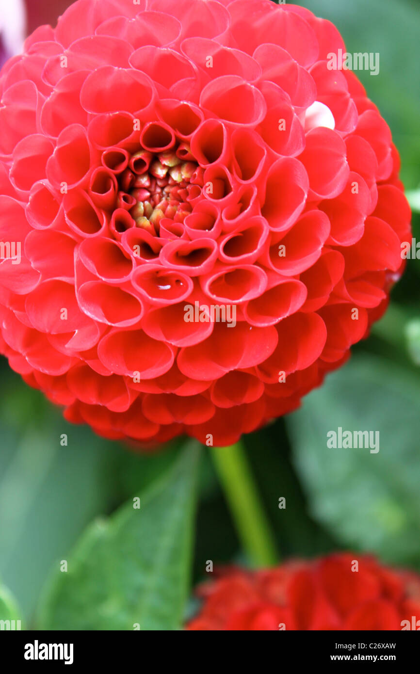 Red Pompon Dahlia Stock Photo - Alamy