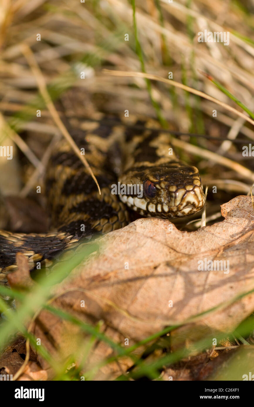 Adder (Vipera berus) - Venomous British snake Stock Photo - Alamy