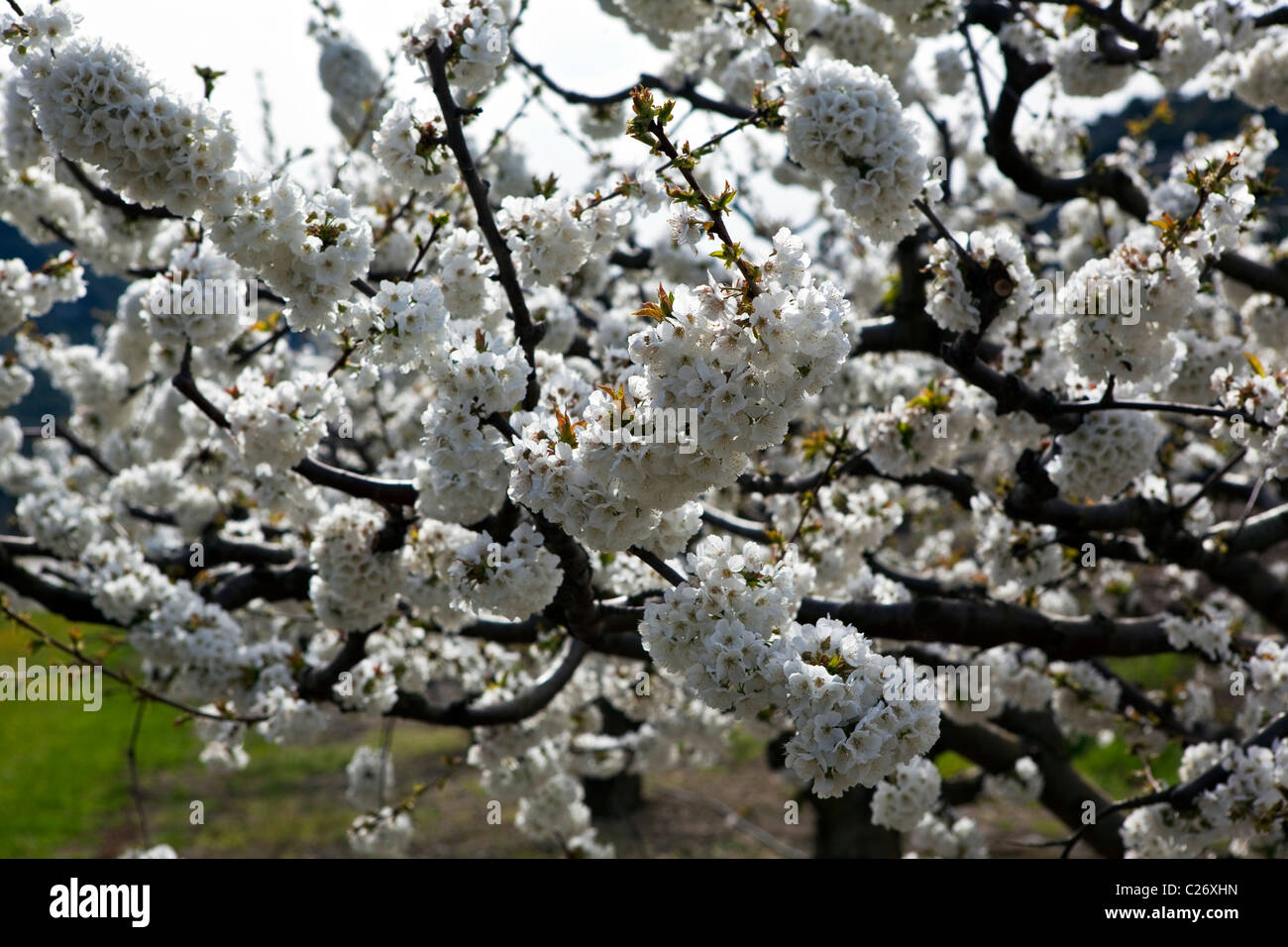 Cherry blossom trees in june hi-res stock photography and images - Alamy