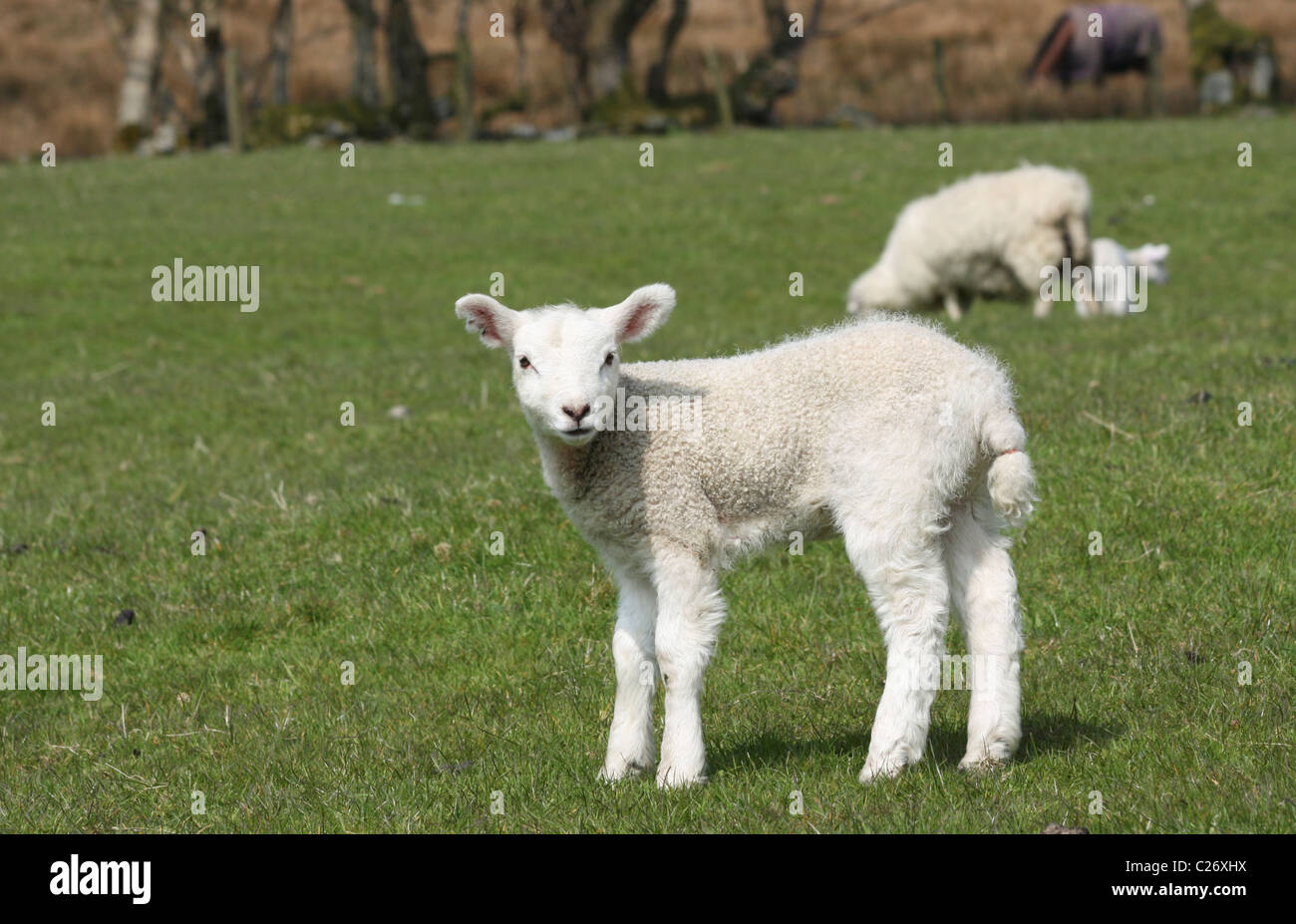 New Born Lamb Wales UK Stock Photo - Alamy