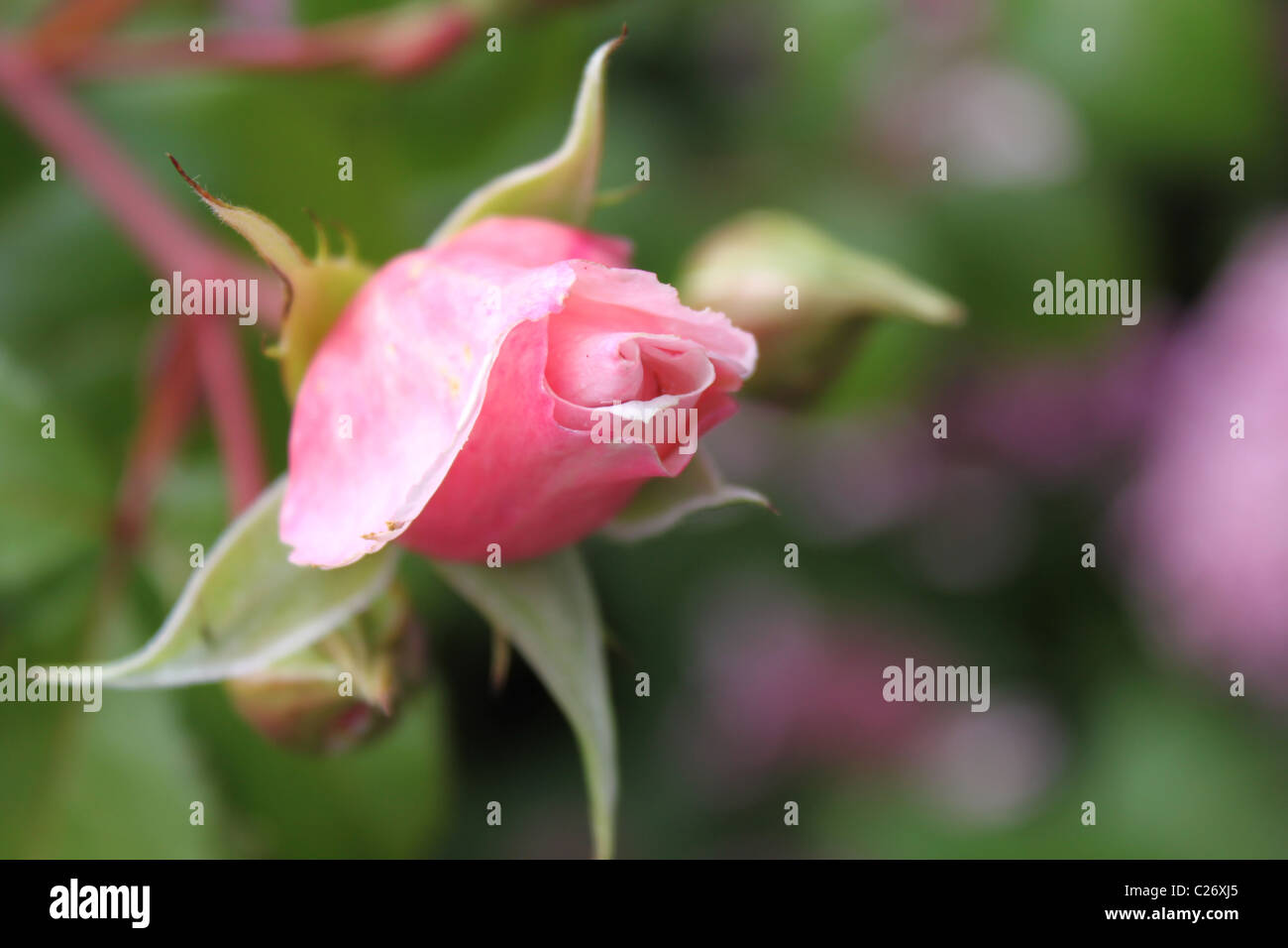Pink Rose head Stock Photo - Alamy