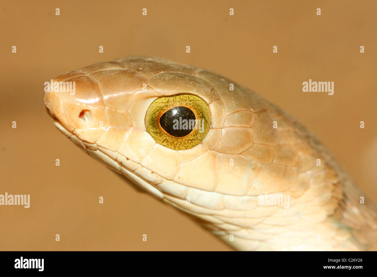 Boomslang snake hi-res stock photography and images - Alamy