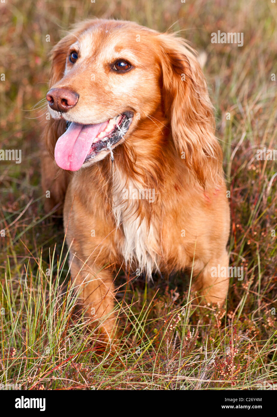 Cocker Spaniel sat on a grouse moor in the purple heather Stock Photo ...