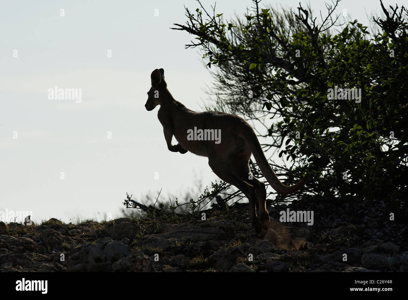 Hopping Kangaroo, Cape Range National Park, Exmouth Western Australia ...