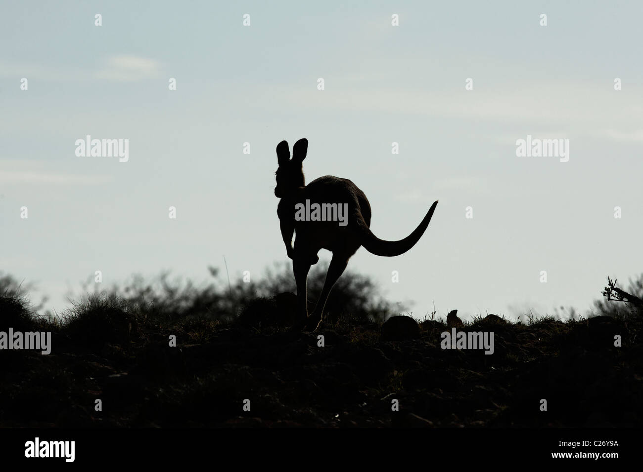 Hopping Kangaroo, Cape Range National Park, Exmouth Western Australia ...