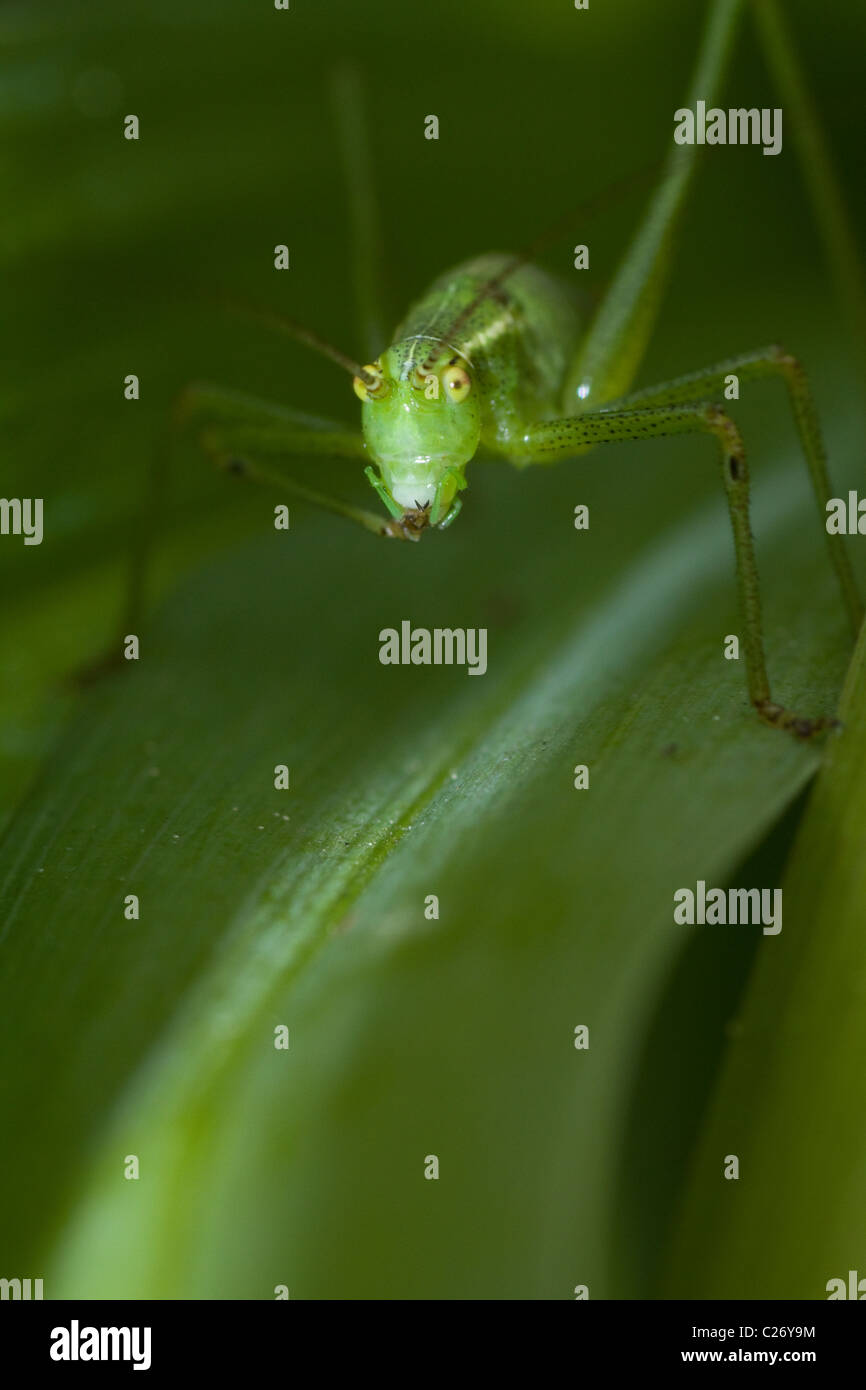 Cricket face hi-res stock photography and images - Alamy