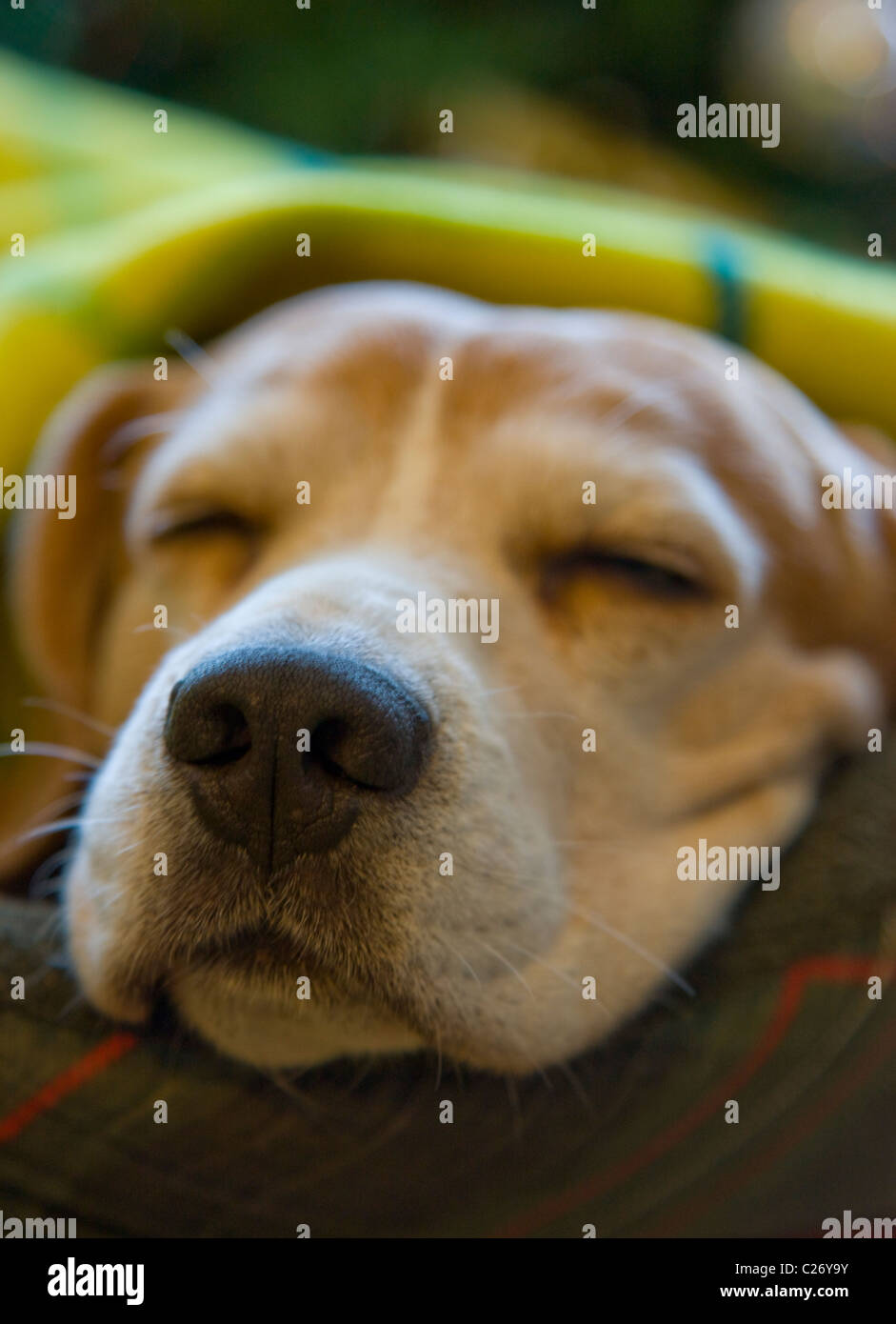 Sleeping Beagle Dog Stock Photo - Alamy