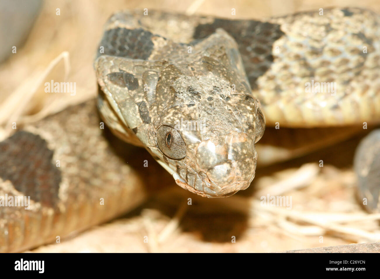 A juvenile Blandings treesnake (Toxicodryas blandingi Stock Photo - Alamy