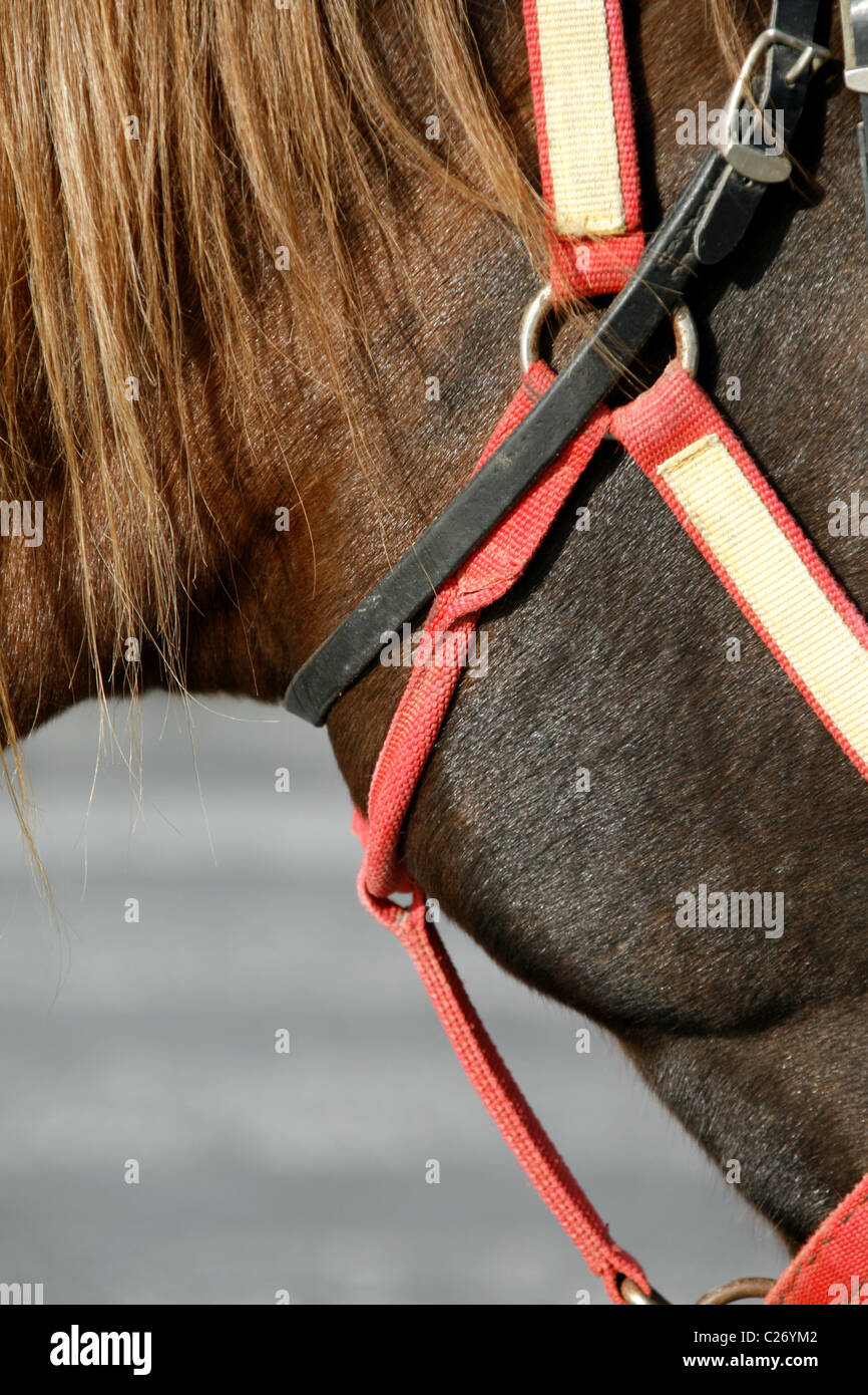 detail of horse with red tack kit straps rein reins Stock Photo - Alamy
