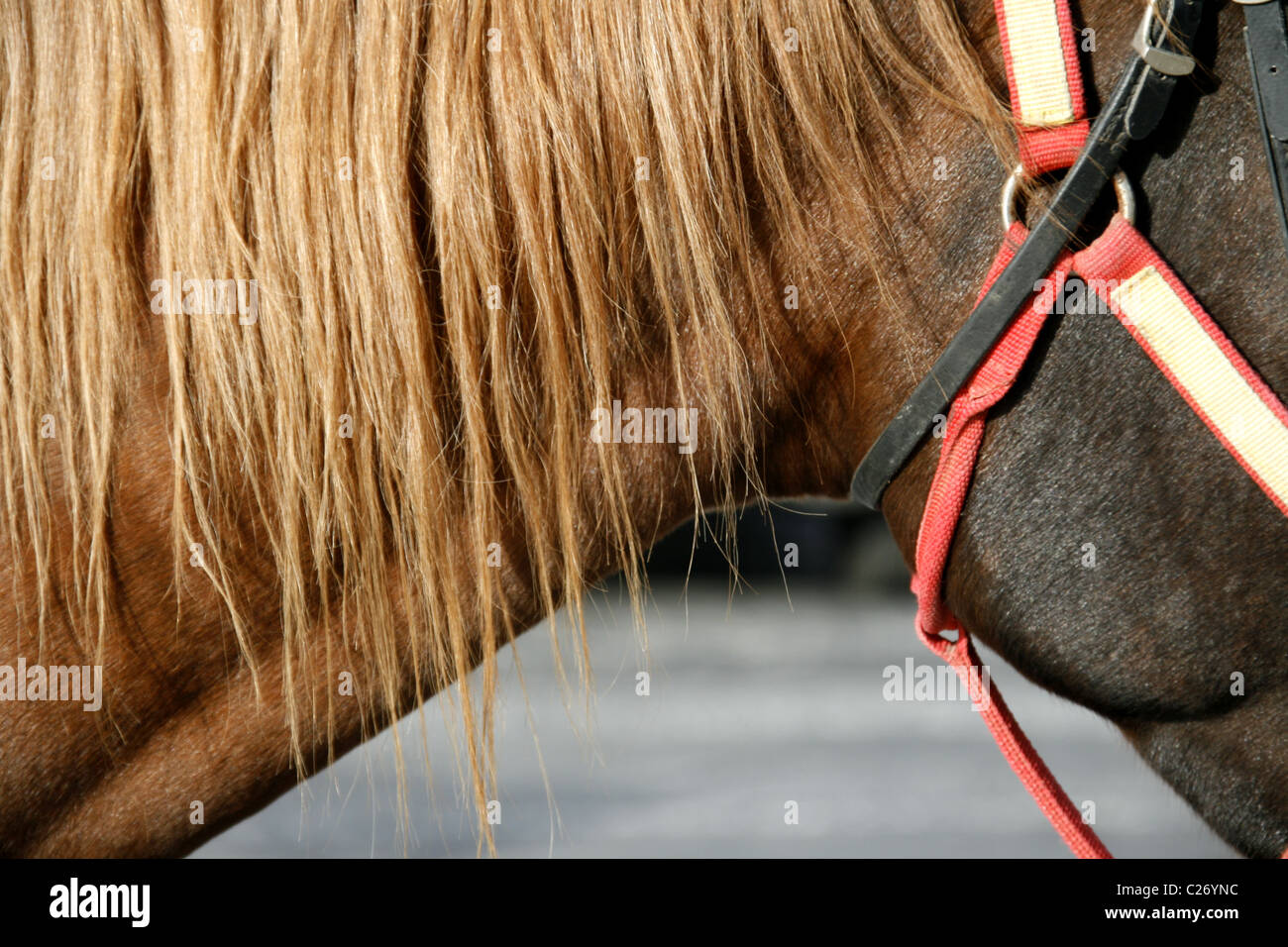 detail of horse with red tack kit straps rein reins Stock Photo - Alamy