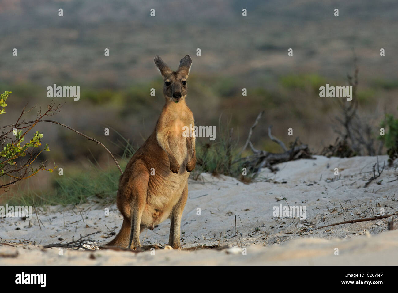 Western and eastern grey kangaroo hi-res stock photography and images ...