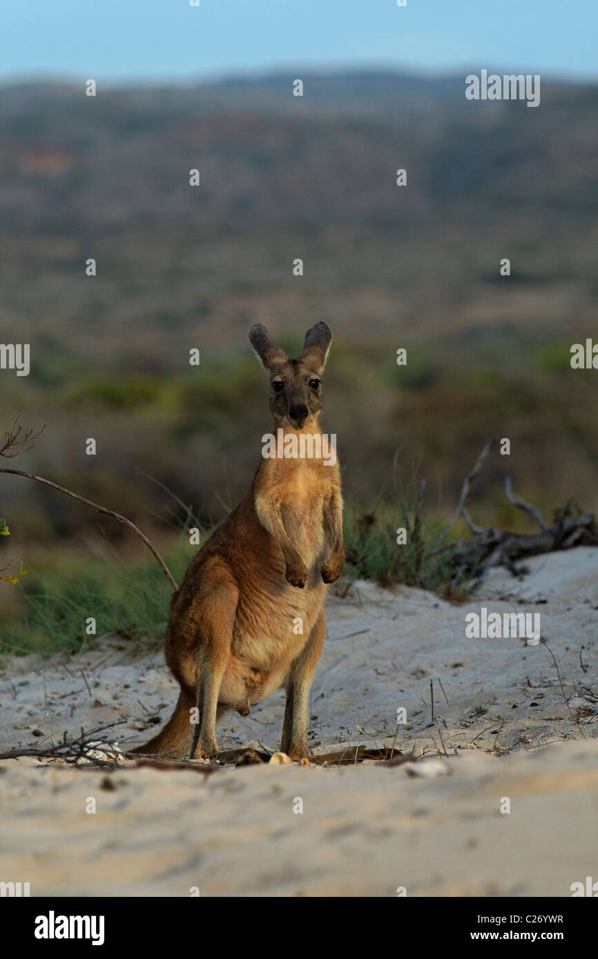 Northwest Cape, Australia High Resolution Stock Photography and Images ...