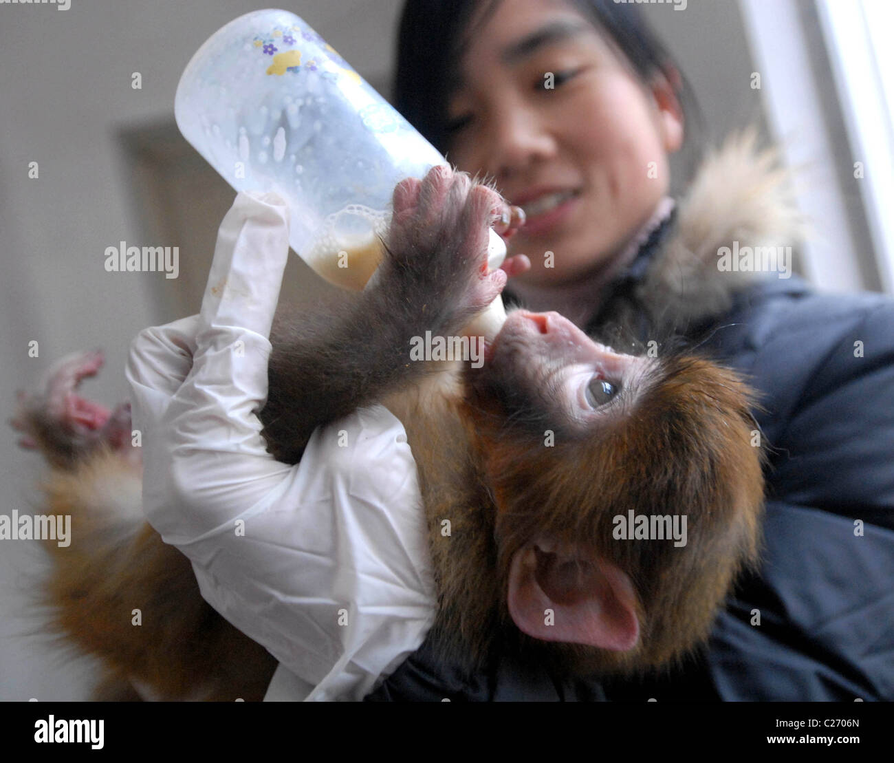 A tiny macaque is fed by a worker at a zoo. Kang Kang was orphaned when ...