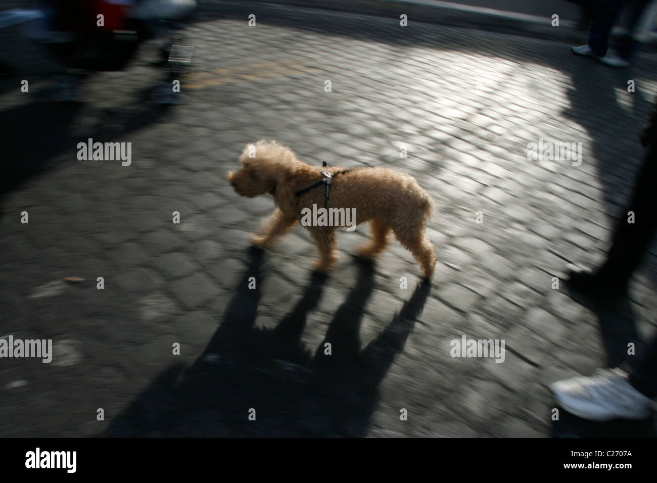 person walking dog in street in rome, italy Stock Photo - Alamy
