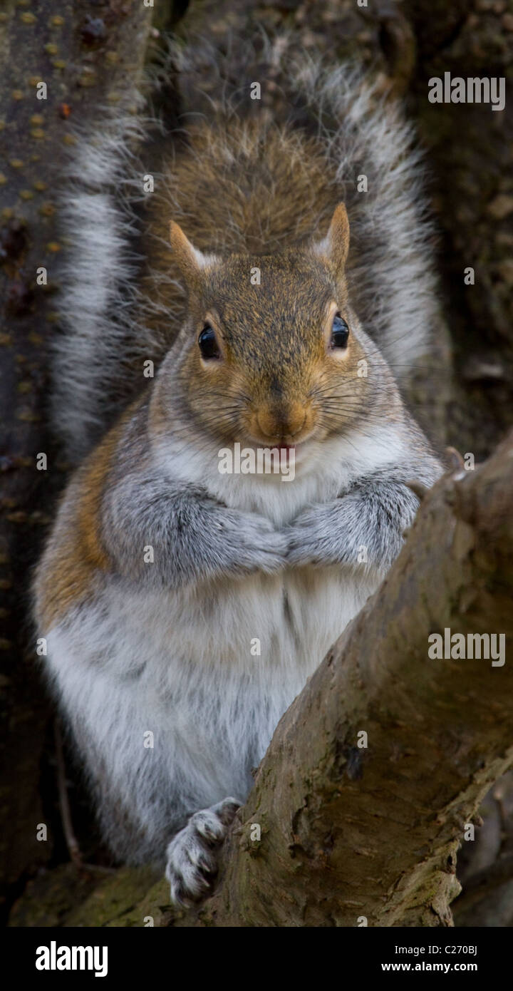 We face forward hi-res stock photography and images - Alamy