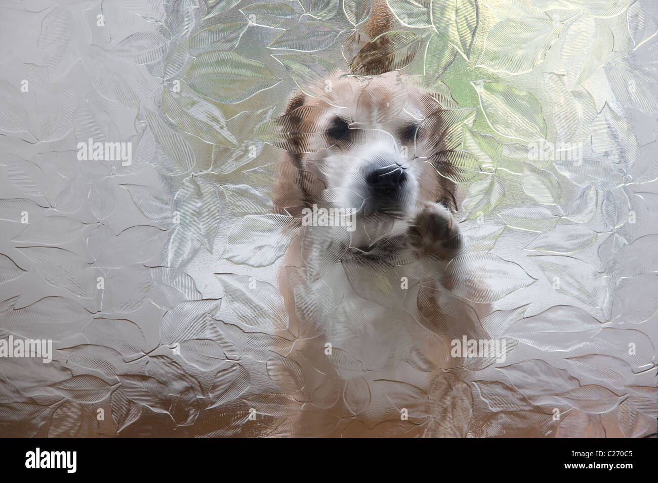 Inquisitive creatures hi-res stock photography and images - Alamy