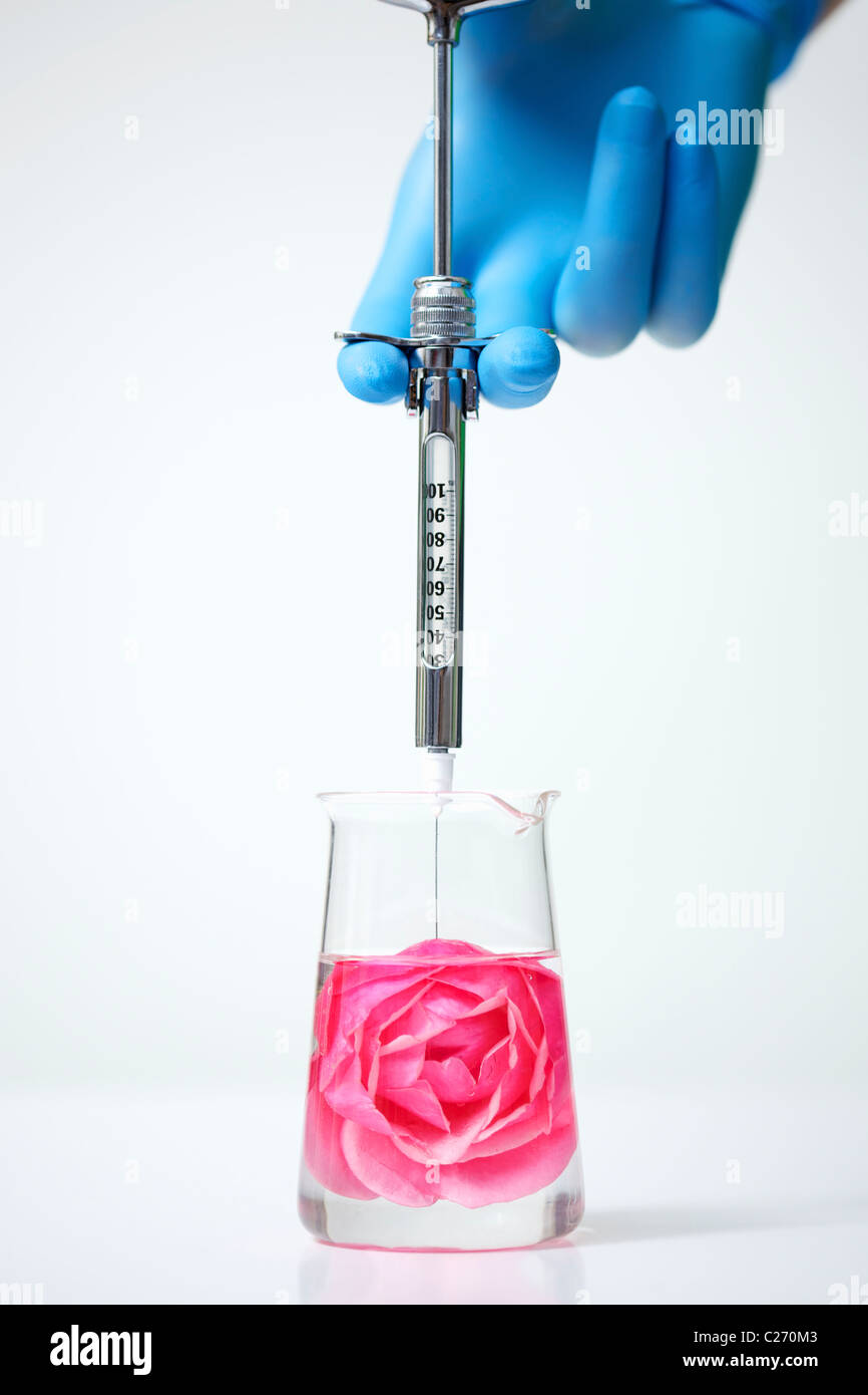 Medical Rose High Resolution Stock Photography and Images - Alamy