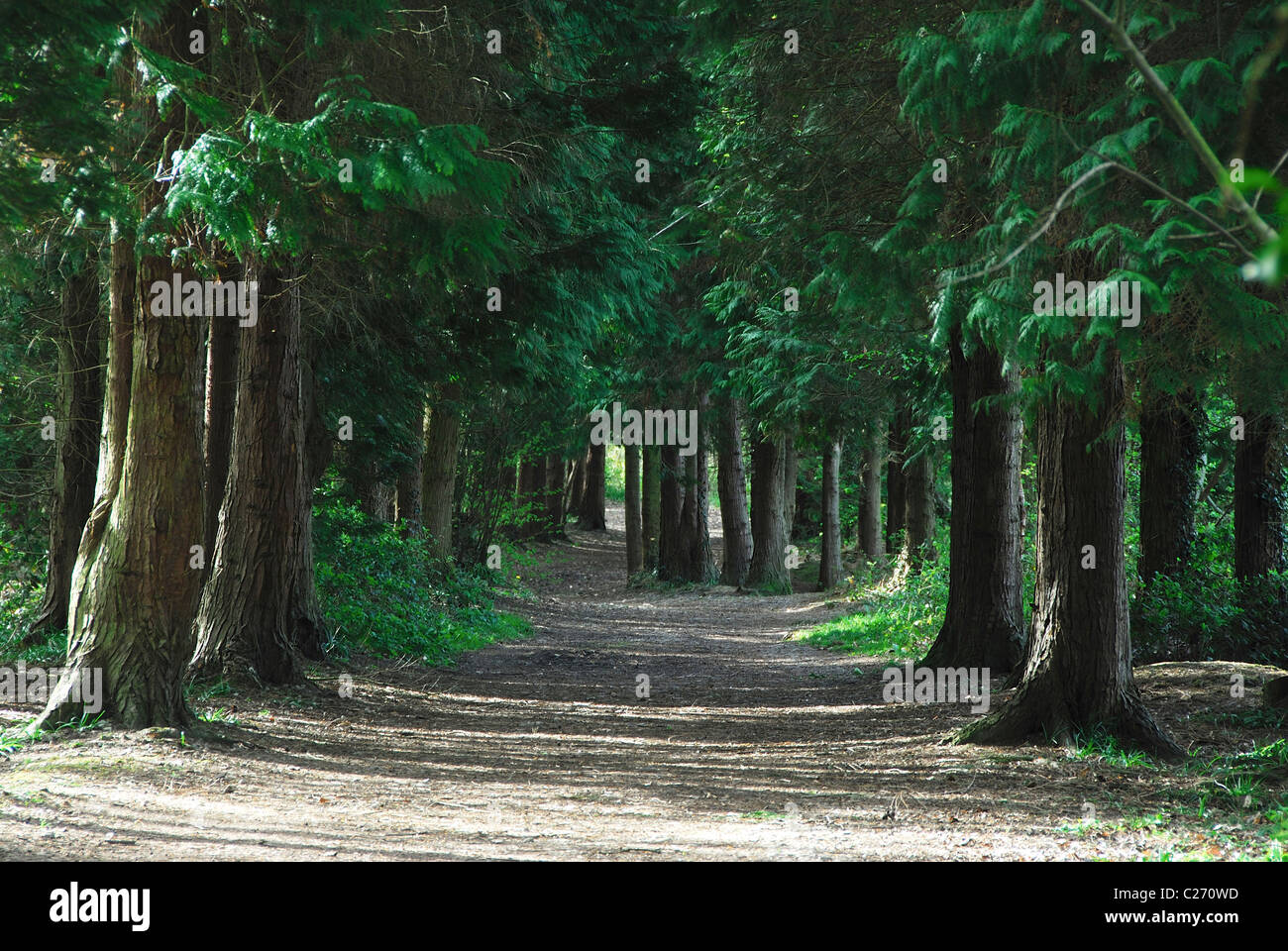 Wide path or pathway hi-res stock photography and images - Alamy