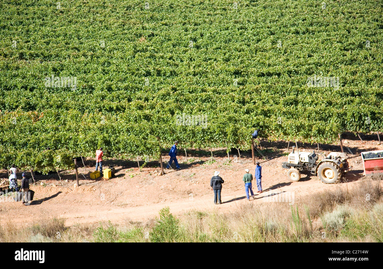 Grabouw wine farm in Western Cape - grape picking Stock Photo - Alamy
