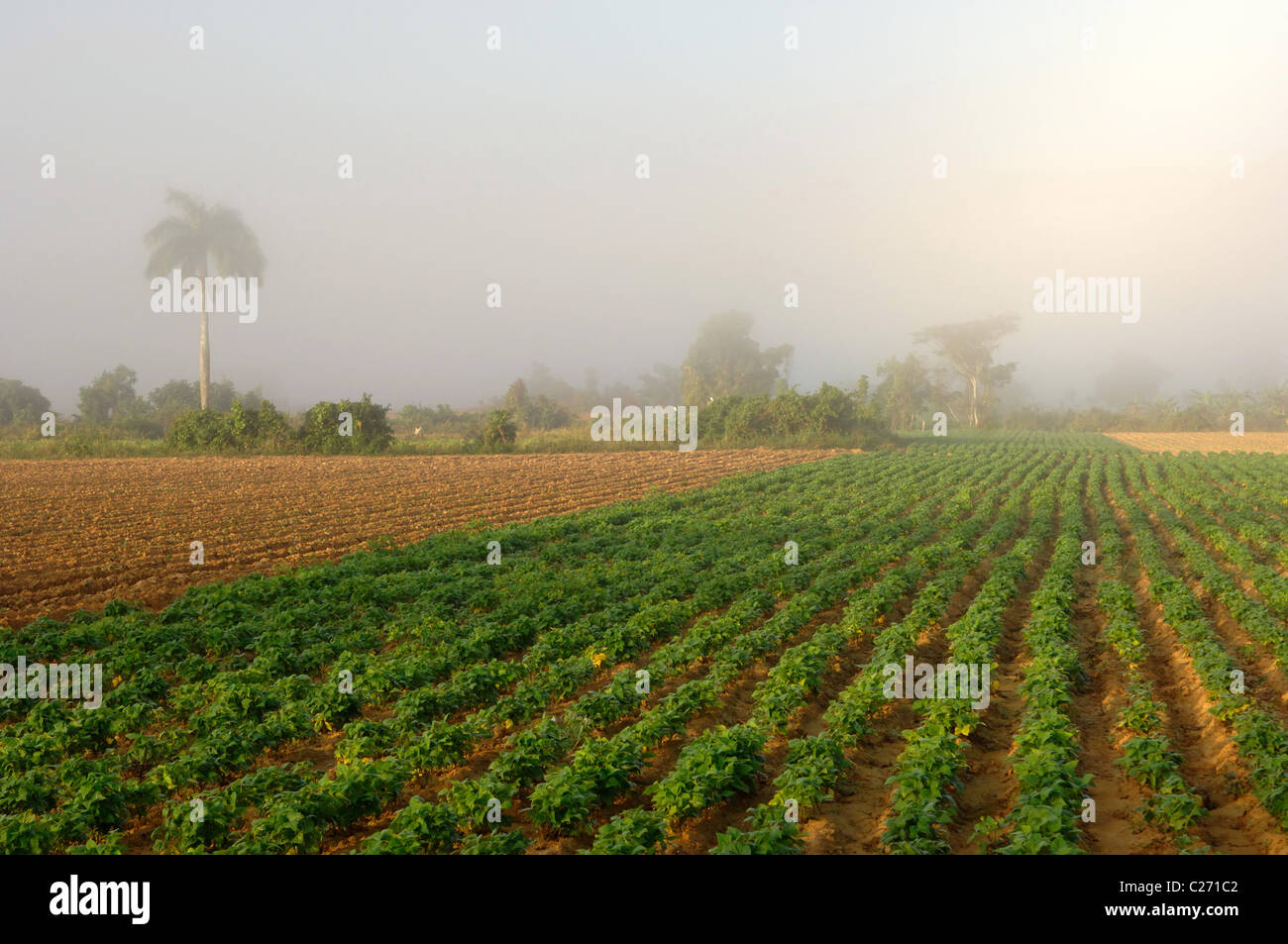 Tobacco farming and crops Vinales Cuba Stock Photo - Alamy