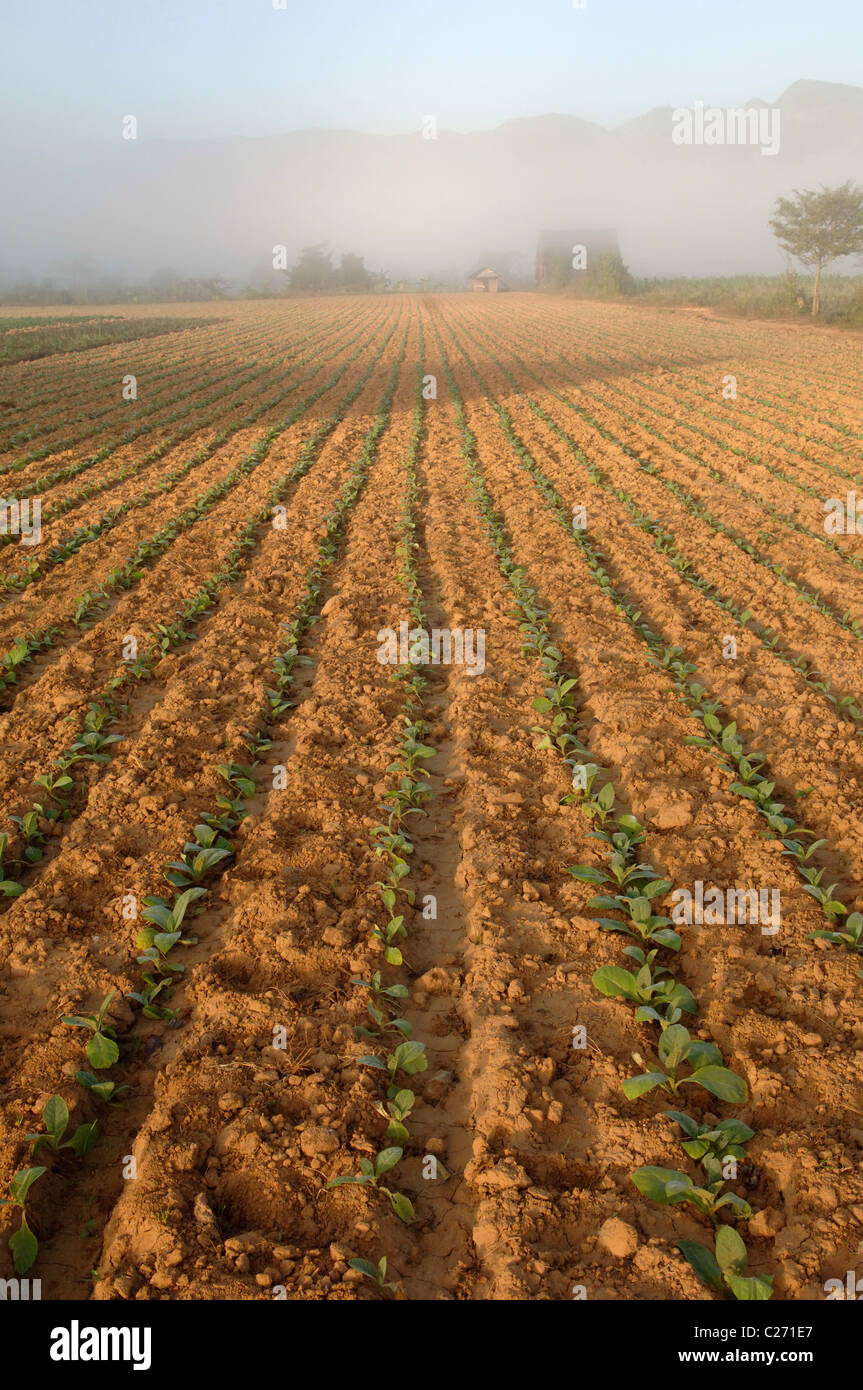 Tobacco farming and crops Vinales Cuba Stock Photo - Alamy