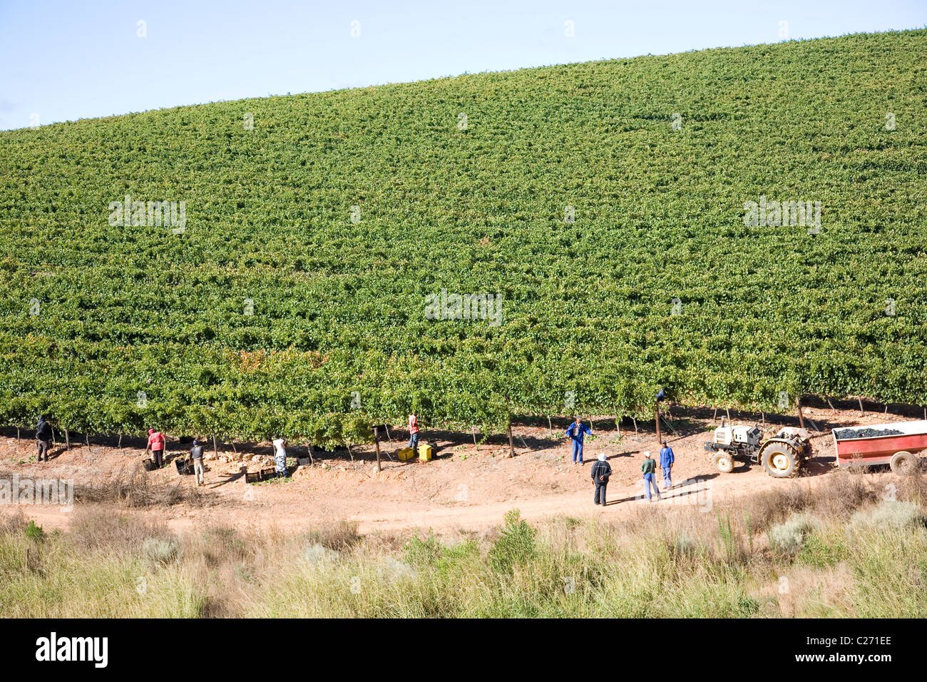 Grabouw wine farm in Western Cape - grape picking Stock Photo - Alamy