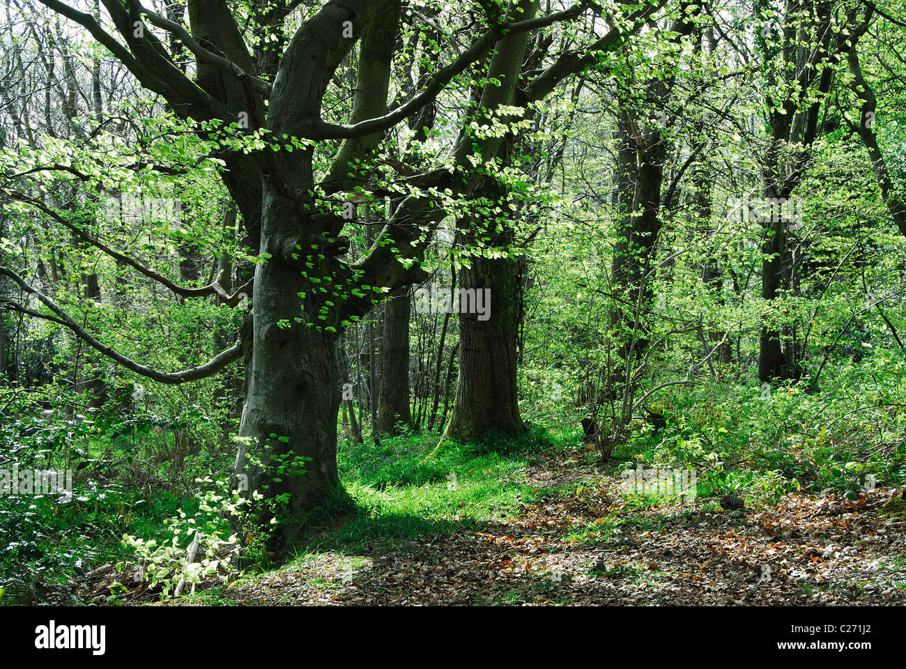 Greyfield wood hi-res stock photography and images - Alamy