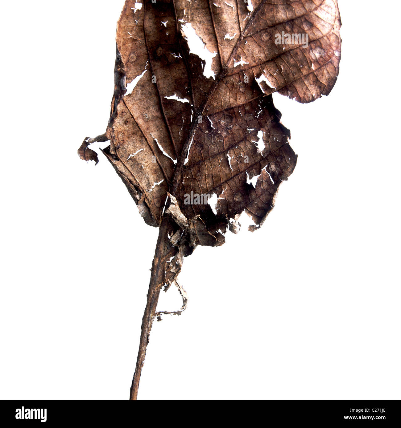 Dried leaf with intricate details showing decay and texture against a ...