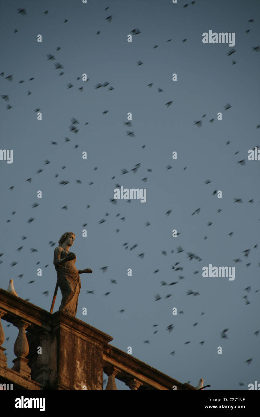 Starlings italy hi-res stock photography and images - Alamy