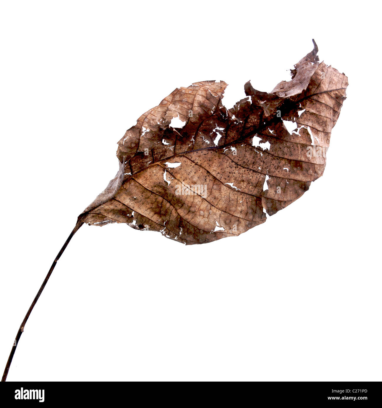 Dried leaf with intricate details showing decay and texture against a ...