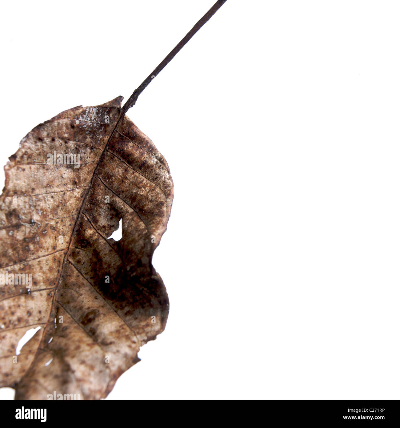 Dried leaf with intricate details showing decay and texture against a ...
