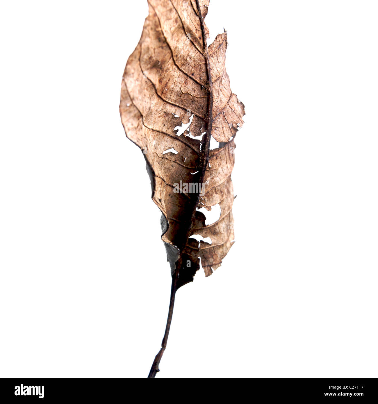 Dried leaf with intricate details showing decay and texture against a ...