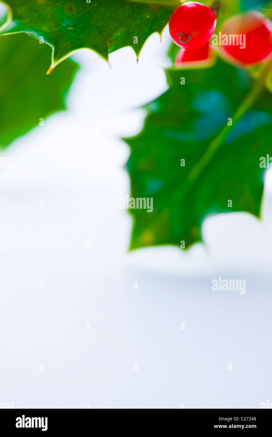 Sprig of holly cut out hi-res stock photography and images - Alamy