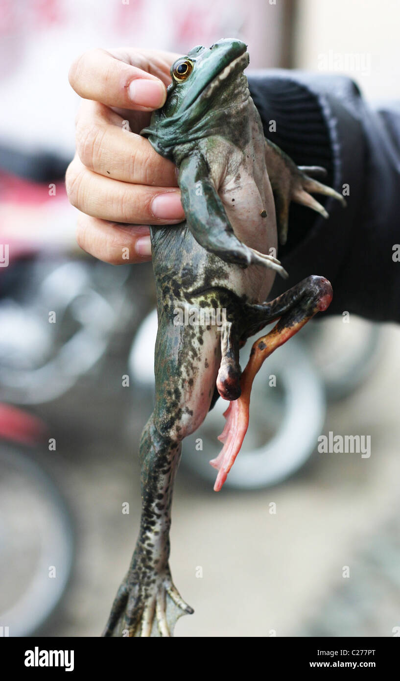 Extra legs hi-res stock photography and images - Alamy