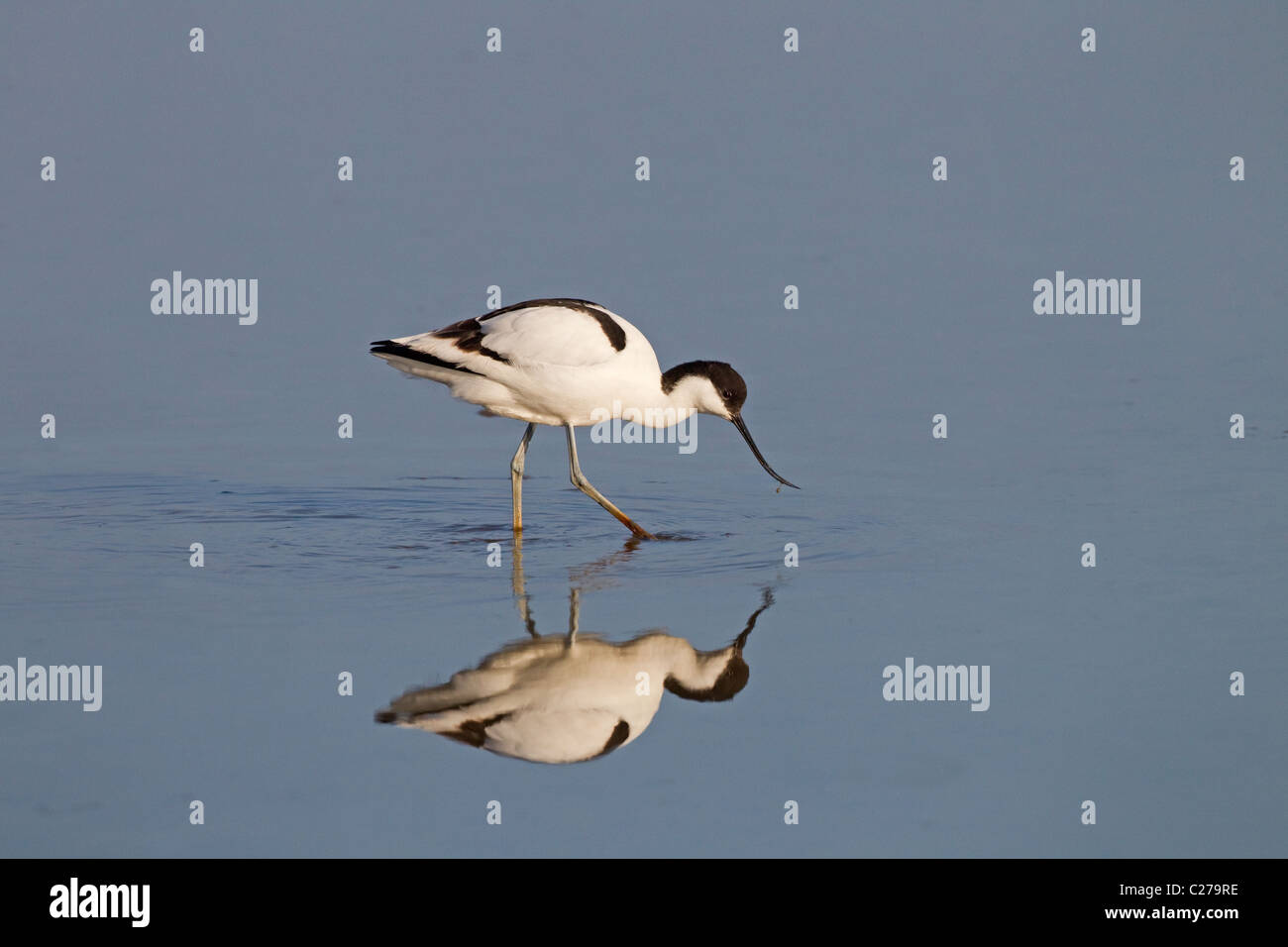 Black webbed feet hi-res stock photography and images - Alamy