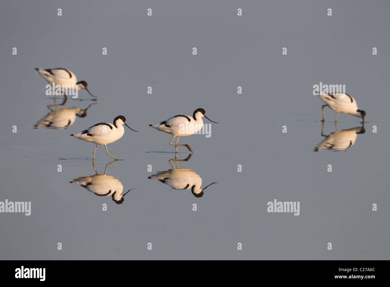 Avocet Legs High Resolution Stock Photography and Images - Alamy