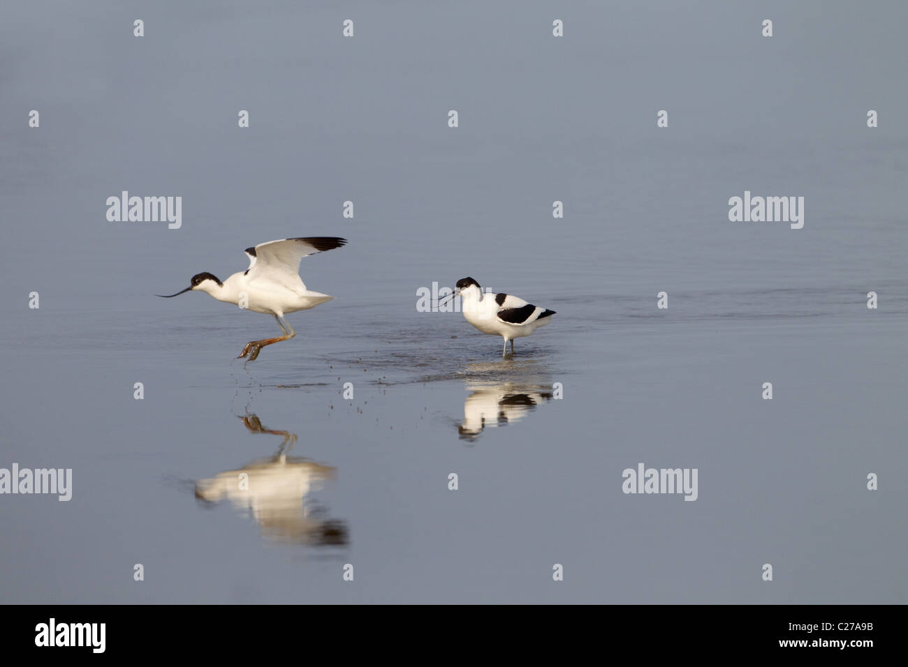Mirror of the birds hi-res stock photography and images - Alamy