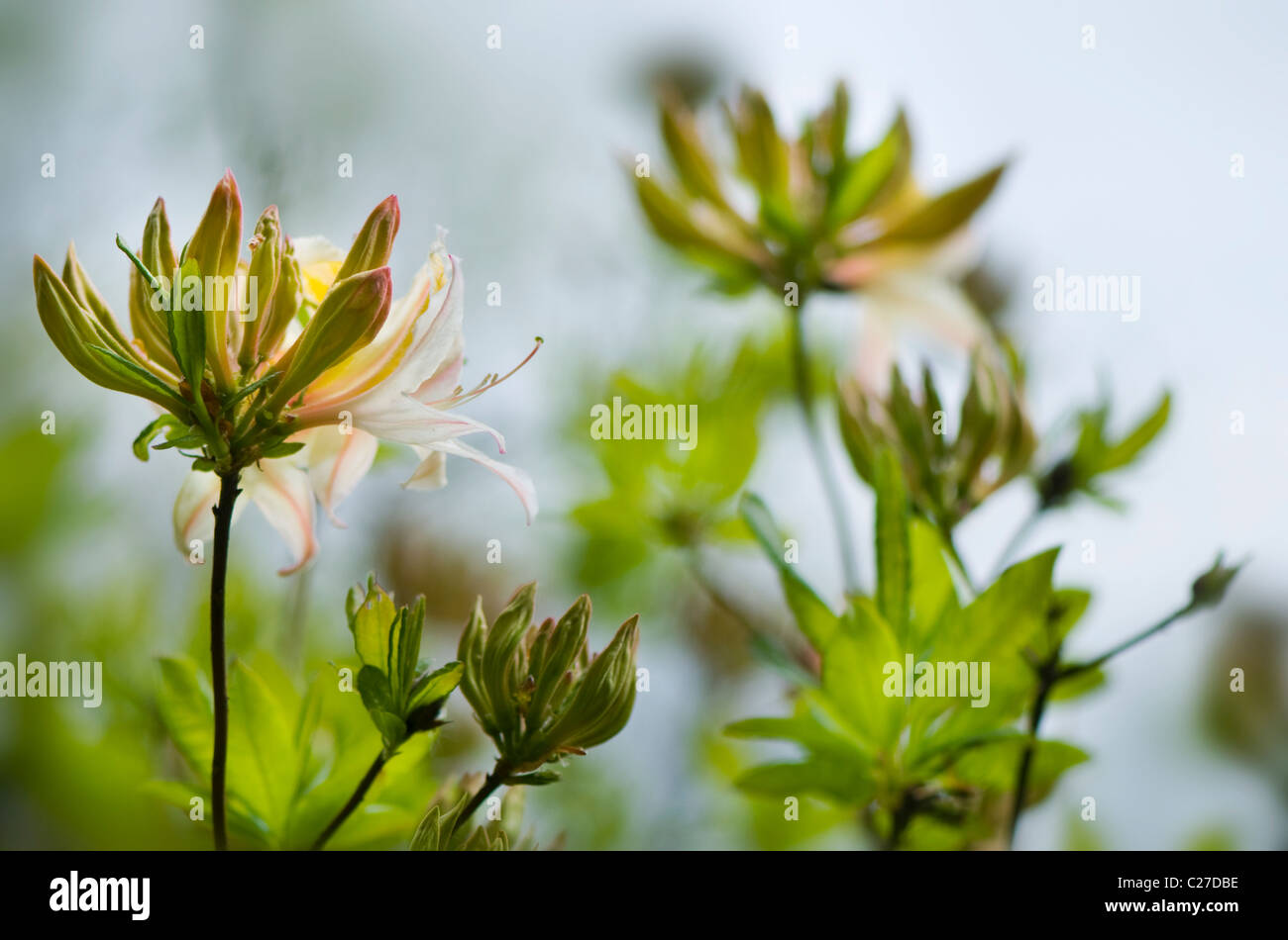 Azalea Rhododendron Luteum - Yellow Azalea or Honeysuckle Azalea Stock ...