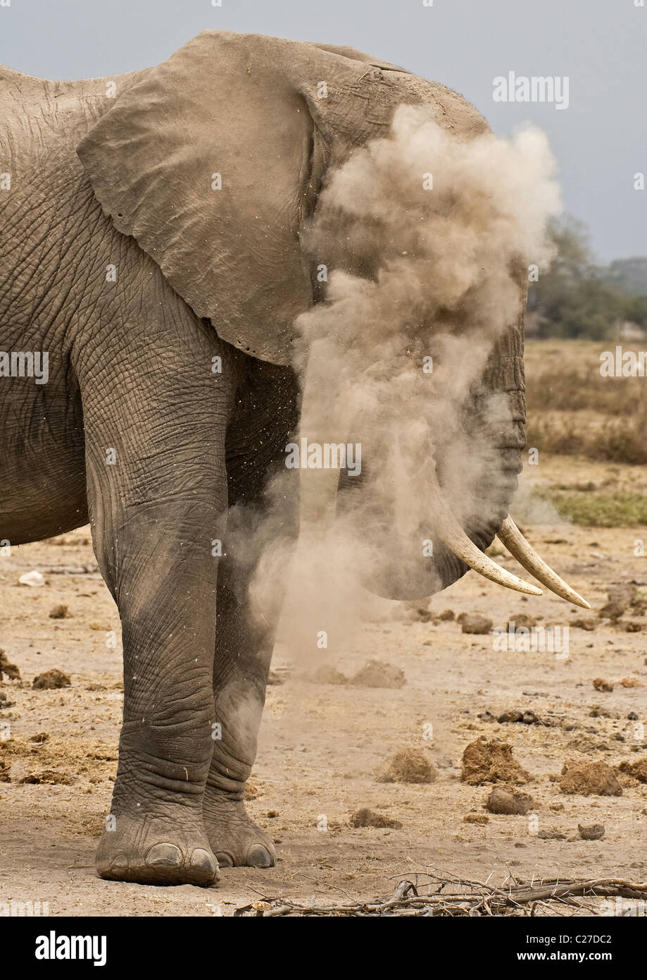 Elephant dust amboseli hi-res stock photography and images - Alamy