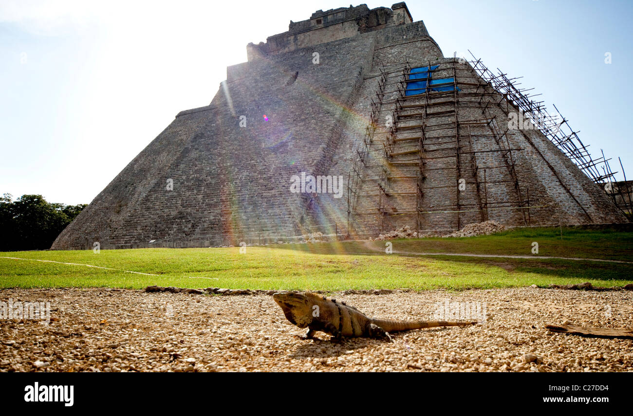 Mexican reptiles hi-res stock photography and images - Alamy