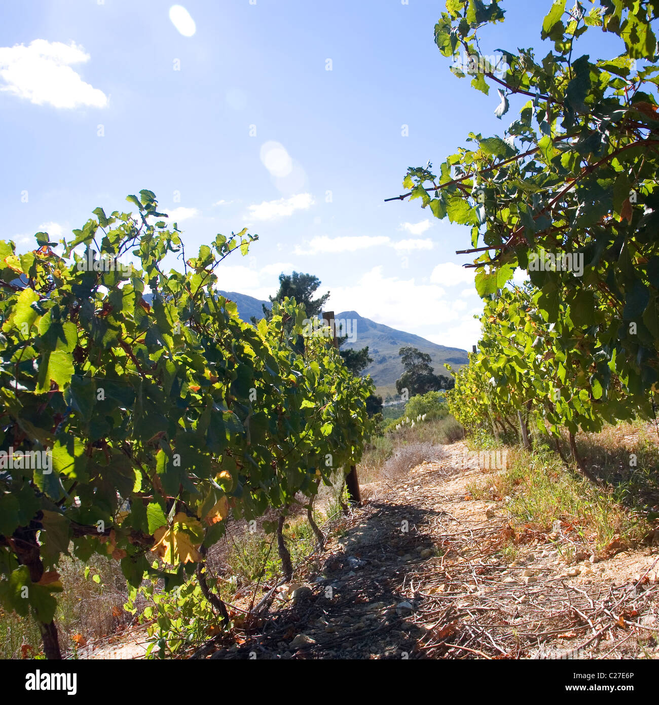 South africa vines hi-res stock photography and images - Alamy