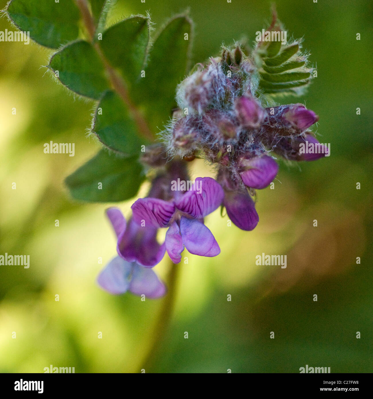 Hairy milk vetch hi-res stock photography and images - Alamy