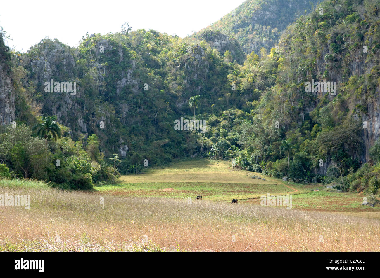 Maracas Valley High Resolution Stock Photography and Images - Alamy