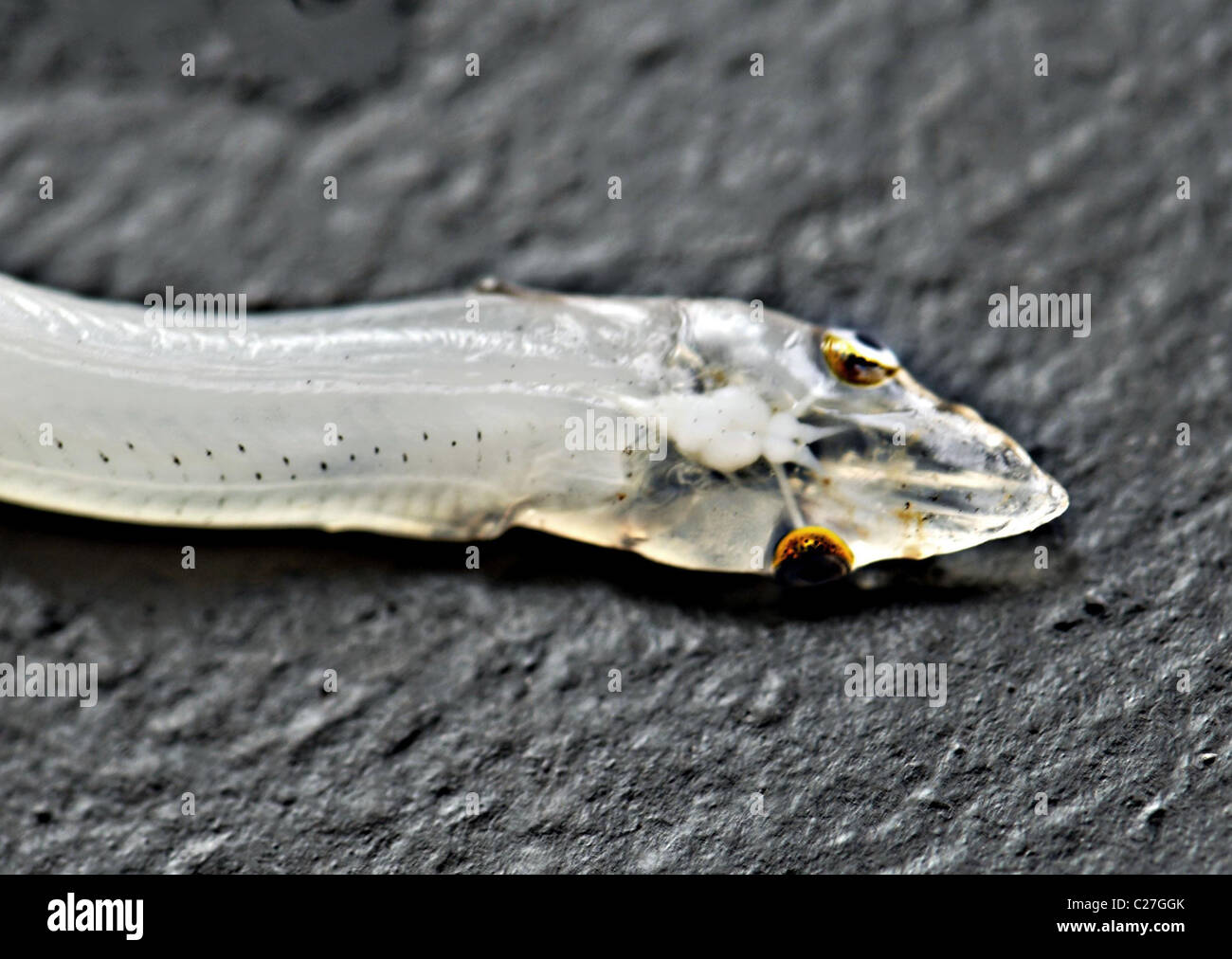 See-through fish Chinese fisherman Sha Zhijiang shows off a transparent ...